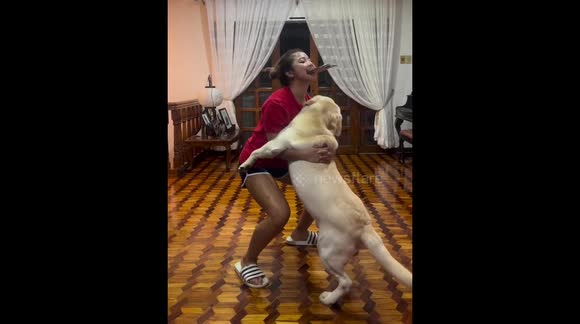 Labrador enjoys a spin in owner's arms in Manila, Philippines - Buy ...