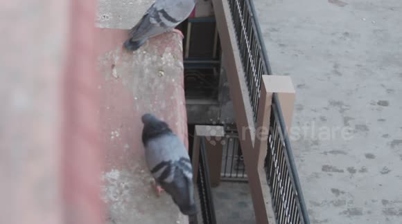 A male pigeon tried to impress a female by performing elaborate body ...