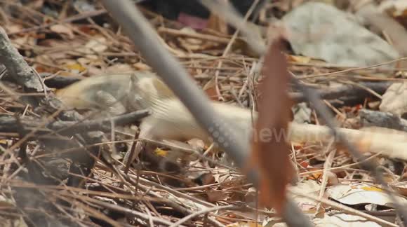 Lizard Showdown: Epic Mouth-Fight Battle Unleashed. Lizards Lock Jaws ...
