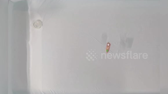 Biodegradable robot boat can study water conditions without adding to ...