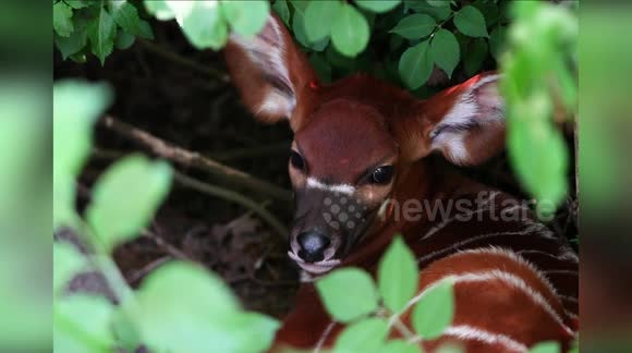 UK: Breathtaking Moment As Critically Endangered Bongo Calf Is Born At ...