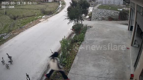 Girl chased by geese as she tries to safety remove them out of driveway ...
