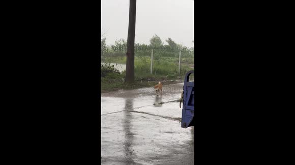 Shiba Inu scratches face in annoyance as rain falls during walk in ...