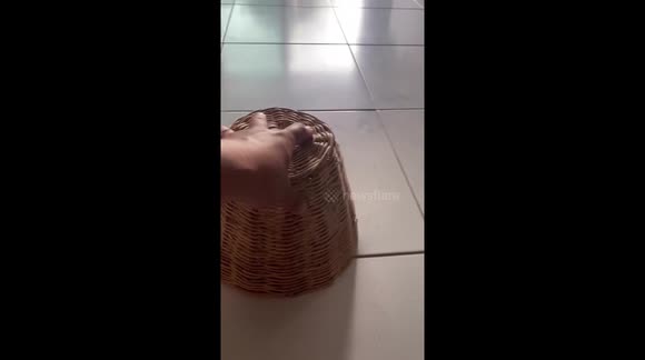 Homeowner uses bucket to toss snake out of house - Buy, Sell or Upload ...