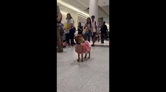 Pet goat wears dress and wig for animal show in Thailand - Buy, Sell or ...