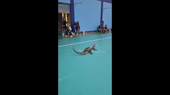 Monitor lizard sparks panic scurrying through school sports hall - Buy ...