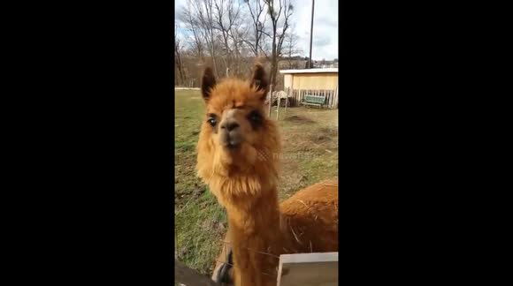 A lama trying to jump over the fance but stumbling and crashing on the ...