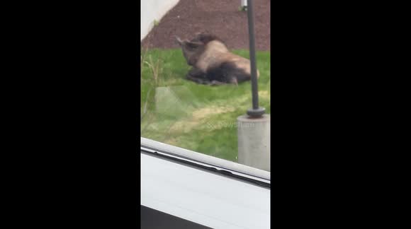 Medical workers watch on as moose gives birth on hospital grounds - Buy ...