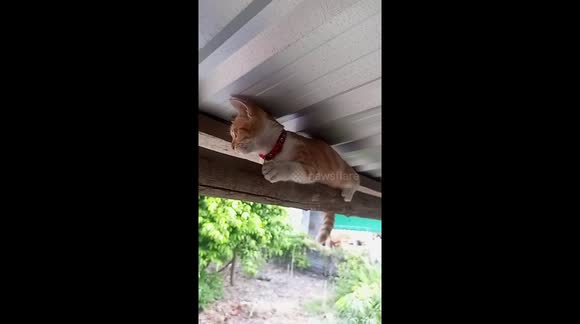 Cute kitten stuck in wooden roof rafters - Buy, Sell or Upload Video ...
