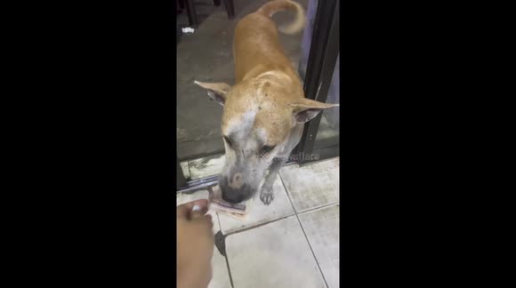 Clever stray dog carries cash to buy meat from BBQ restaurant - Buy ...