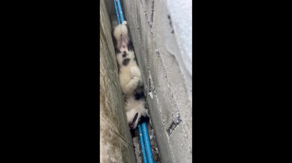Hapless husky stuck in narrow gap between two walls is rescued - Buy ...