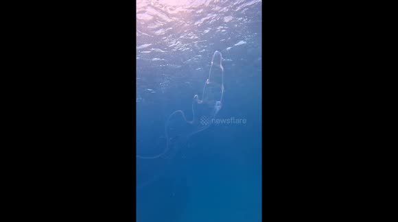 Amazing Translucent Sea Creature - Buy, Sell or Upload Video Content ...