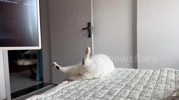 Clumsy cat keeps falling off the bed in Shanghai, China - Buy, Sell or ...