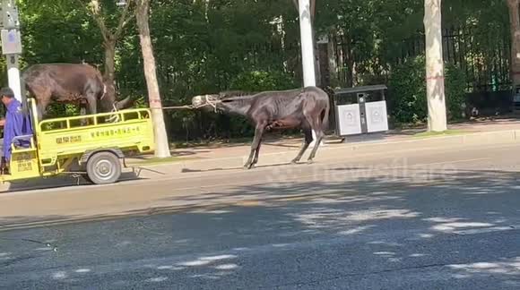 Farm hand caught on camera mercilessly dragging and beating donkey ...