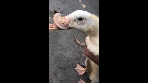 Duck with deformed bill shown up close in Yogyakarta, Indonesia - Buy ...