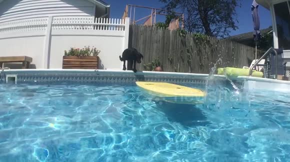 Dog displays impressive balance on bodyboard - Buy, Sell or Upload ...