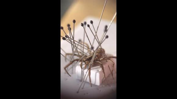 Exclusive: DIY artist transforms deceased wolf spider into resin ...
