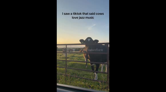 Exclusive- TikTok creator plays jazz for cows — Their reaction goes ...