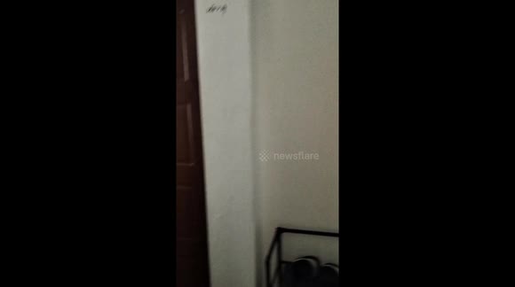 Huge python coiled around shower captured in family's bathroom - Buy ...