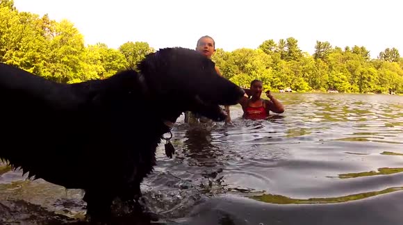 20160825 Puppy swimming in a lake - Buy, Sell or Upload Video Content ...