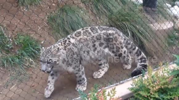 Snow Leopard meets a Pumpkin at San Diego Zoo - Buy, Sell or Upload ...