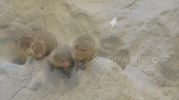Curious dwarf mongoose pups explore new enclosure at Vienna Zoo - Buy ...