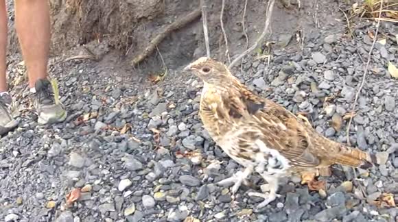 Friendly Ruffed Grouse aka "partridge" bird - Buy, Sell or Upload Video ...