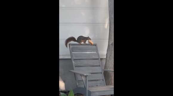 Squirrel steals sandwich from food delivery bag in Los Angeles ...