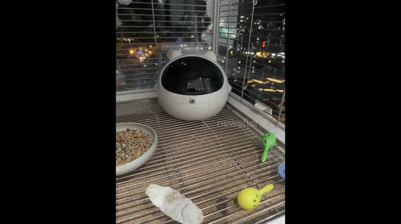 Bird smartly closes its igloo in Guangxi, China - Buy, Sell or Upload ...