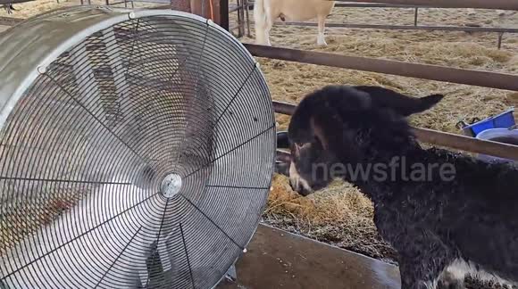 Baby Donkey Enjoys Fan - Buy, Sell or Upload Video Content with Newsflare