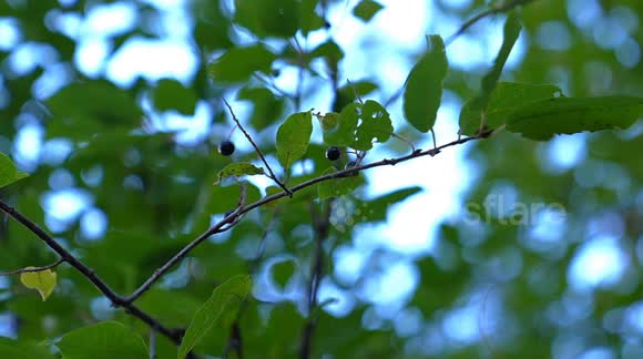 Alaska bans invasive cherry trees to protect its ecosystem - Buy, Sell ...