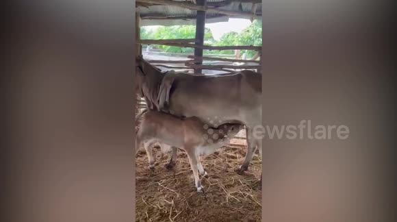 Rare six-legged cow heralded as good luck omen by superstitious ...