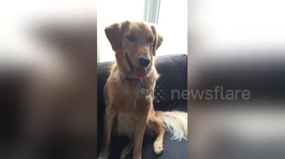 'Genius' dog knows how to do mathematics - Buy, Sell or Upload Video ...