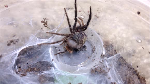 Amazing footage of tarantula moulting skin - Buy, Sell or Upload Video ...