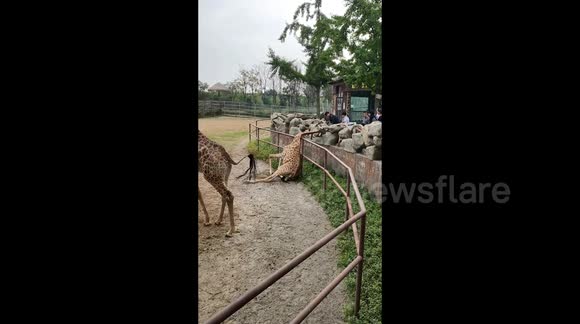 Giraffe gets its head stuck in zoo railing as staff smash metal bars to ...