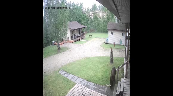 Bear Cubs Roughhousing in the Front Yard - Buy, Sell or Upload Video ...