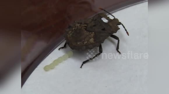 Japan: Stinkbug Hindlegs Harbor Fungi That Protect Eggs From Predators ...