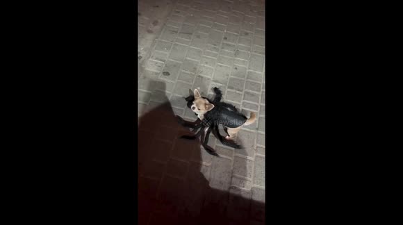 Chihuahua puppy dressed as spider for Halloween in Odessa, USA - Buy ...