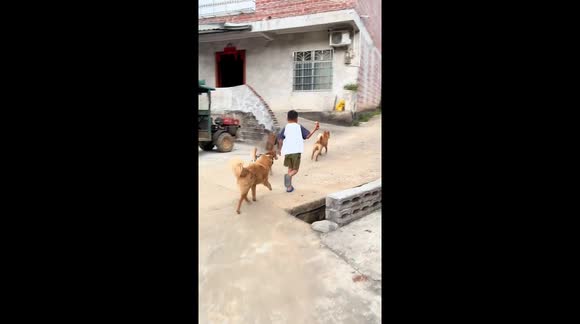 Boy trips and falls after colliding with dogs during uphill run in ...