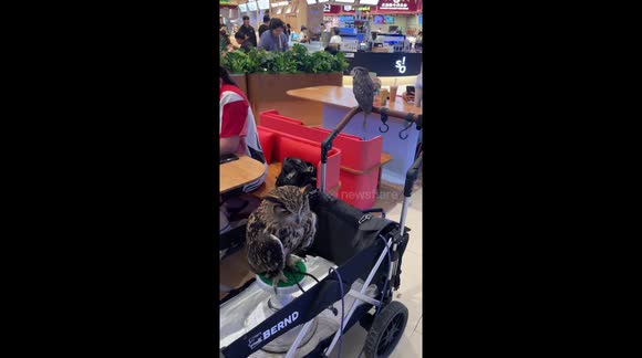 Pet owls wait outside restaurant on a stroller - Buy, Sell or Upload ...