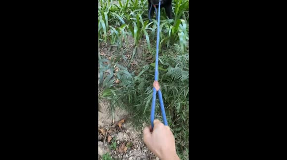 Labrador saves owner from slipping down slope in Fujian, China - Buy ...