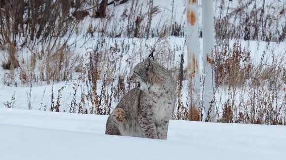China: Lynx, moose spotted in Heilongjiang's winter forest - Buy, Sell ...