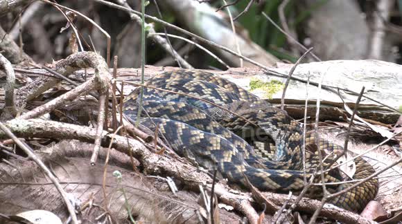 Australia’s largest snake – an immature but formidable Australian Scrub ...