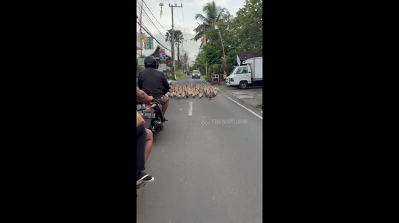 Flock of ducks hold up traffic as they waddle along road - Buy, Sell or ...