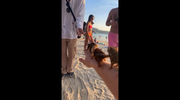 lemurs jumping from my hand while the sun rises at a clear sky at the ...