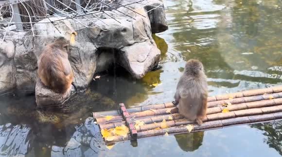 A monkey in China paddled over to comfort an isolated companion at a ...