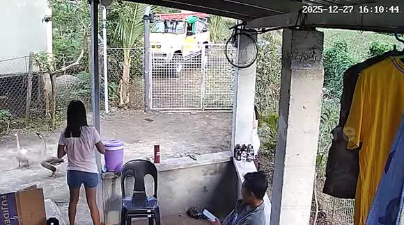 Territorial goose charges at girl as she tries to sneak out of house ...