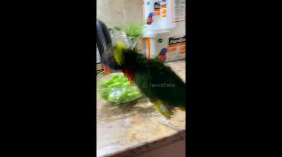 Playful marigold lorikeet shows off its moves in Tbilisi, Georgia - Buy ...