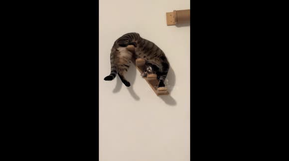 Cat relaxes in a strange sideways position on wall-mounted stairs - Buy ...