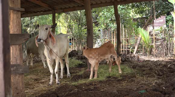 A cow and her new born calf on a farm in rural Thailand, with chickens ...